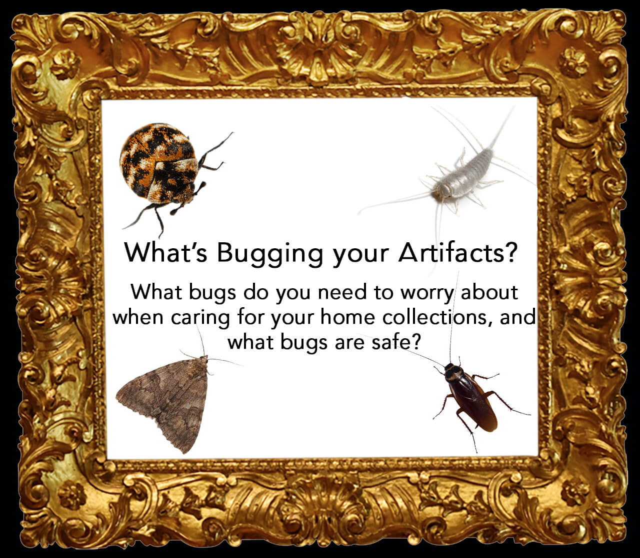 Caring for your Collections: What’s Bugging your Artifacts? - Virginia ...